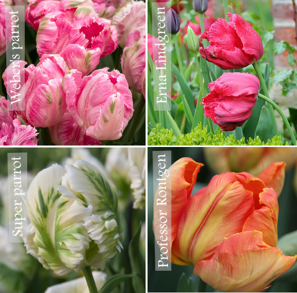 101 cvet : Priča o slavnoj "Holanđanki" (9/15)