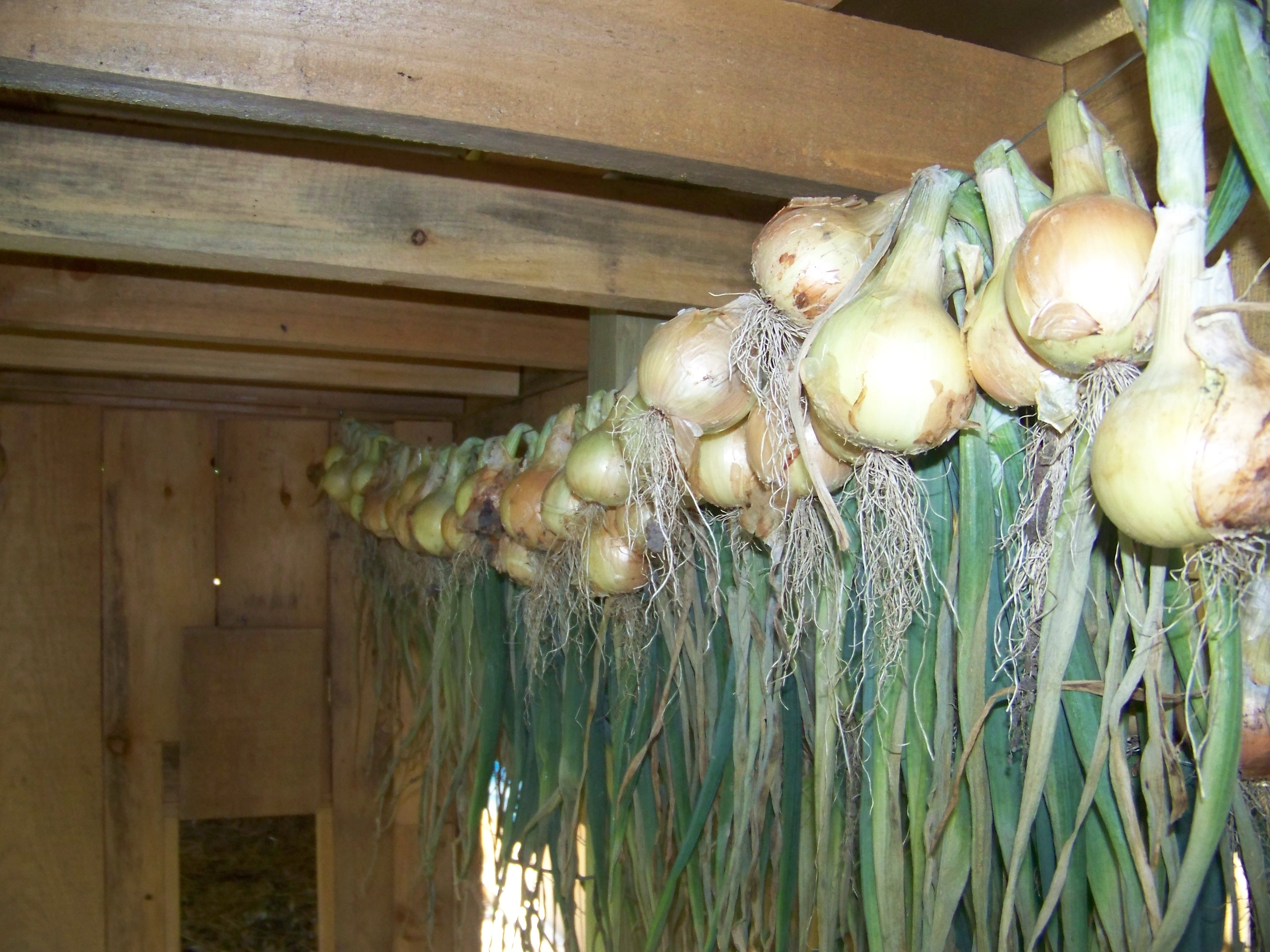 Hickery Holler Farm: Onions Hanging