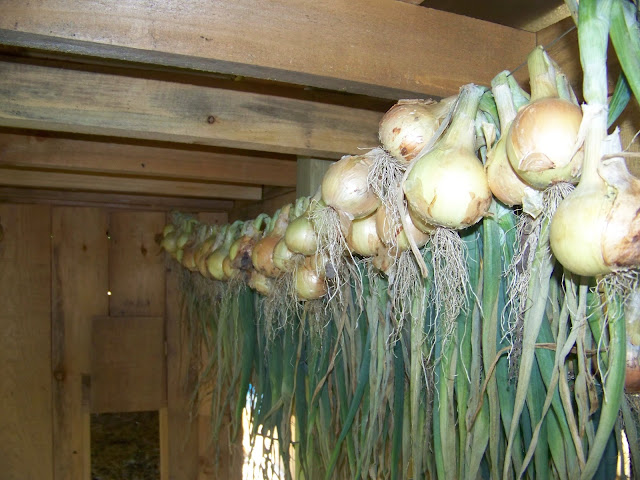 Hickery Holler Farm: Onions Hanging