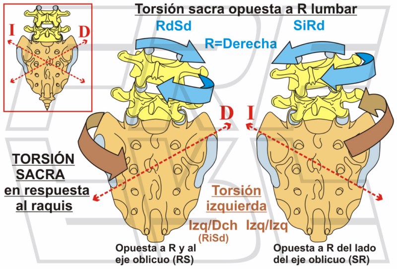 Fisioimágenes: Imágenes de algunos movimientos del sacro