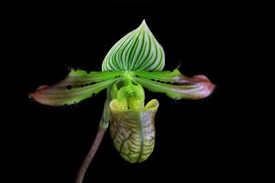 Orchids in Bloom: Paphiopedilum venustum