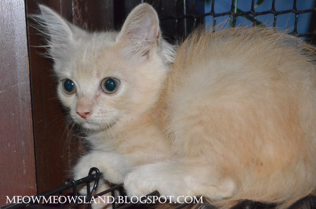 Meow Meow's Land: Mixed Breed Tabby / Himalayan Kitten (Sold)