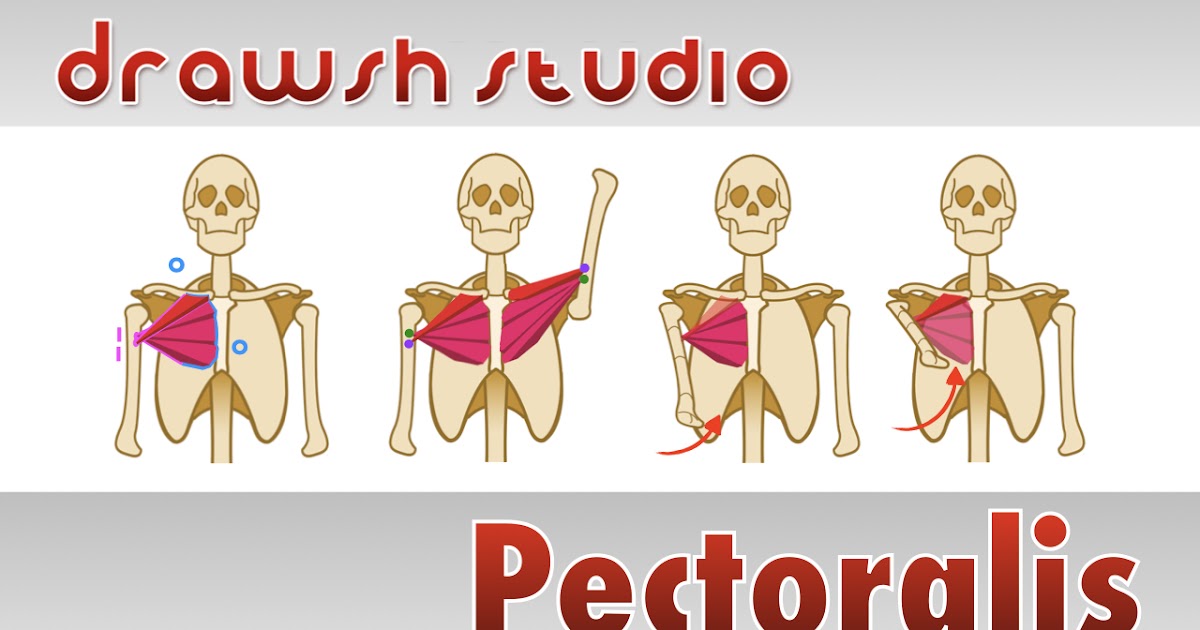 Drawsh: The Pectoralis Muscle