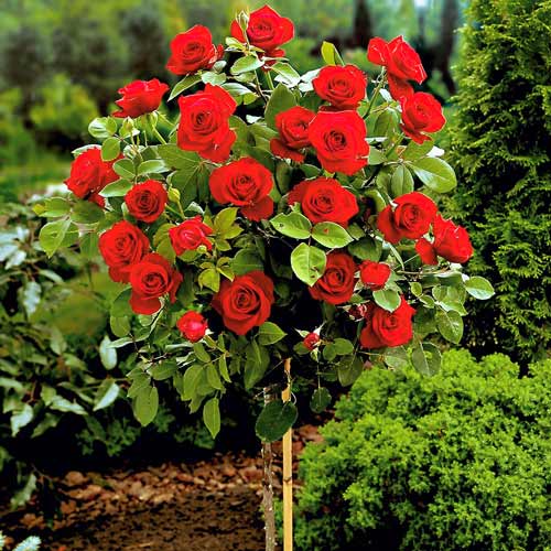 Info Bunga: Cara Merawat Bunga Mawar