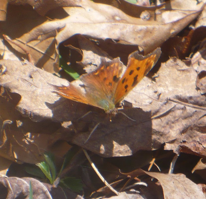 The Enchanted Tree: Early Spring Butterflies.
