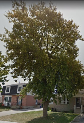 Future Plants by Randy Stewart: MAPLES - The Native Ones