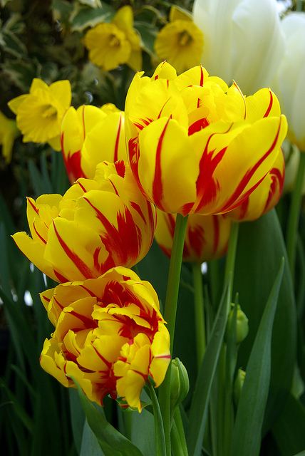 Floreria FioriNet: La Fresia, flor africana de aroma dulce