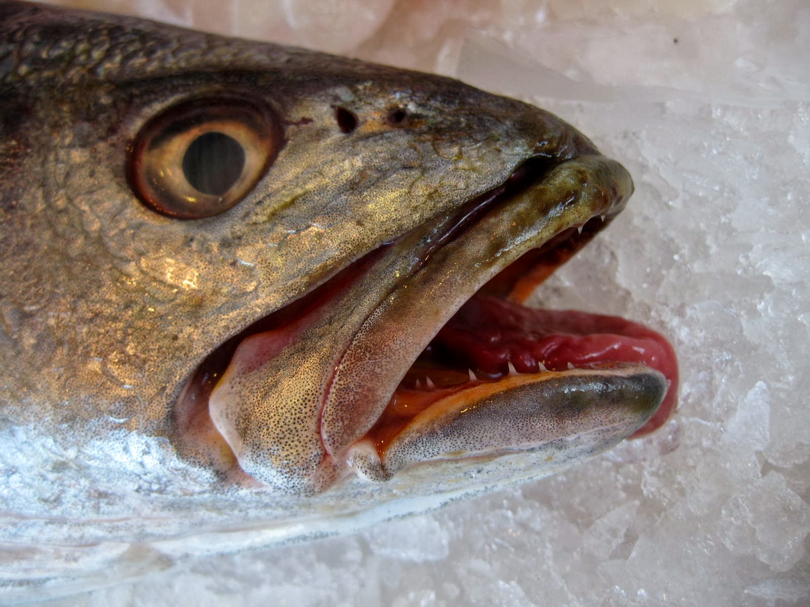 Quoras auras-tu 'chabat de platussar ?: Le lieu jaune vous tire la langue