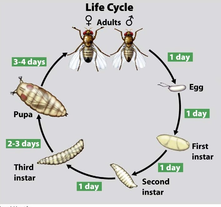 Parasitología tercer semestre - Medicina.UCE: VECTOR MECÁNICO DE BALANTIDIASIS