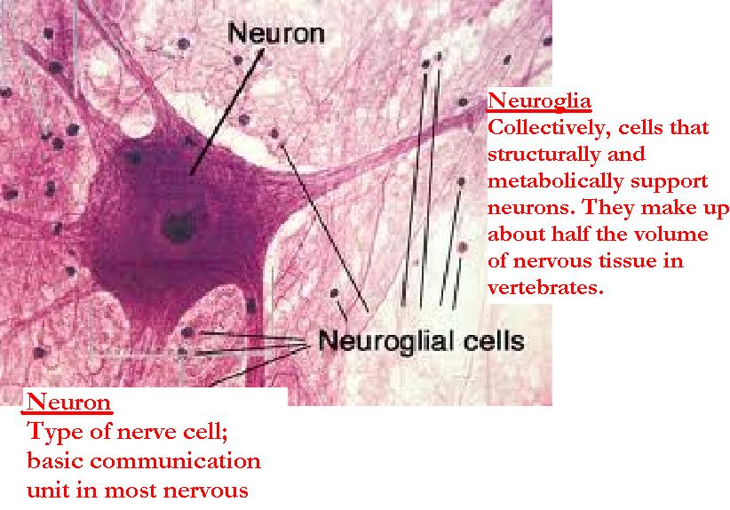 Nervous Tissue Diagram
