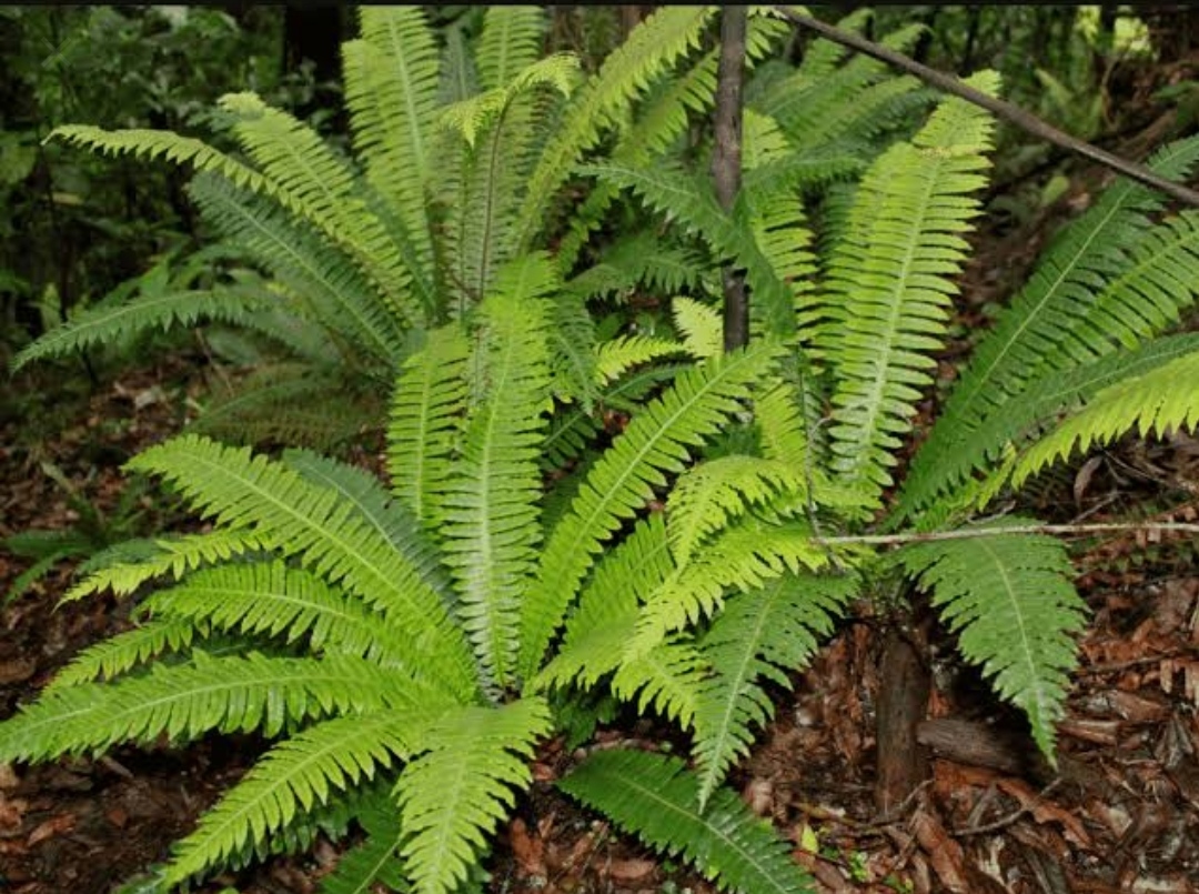 Ciri-ciri, Morfologi, Klasifikasi, Daur hidup dan Peranan Tumbuhan Paku