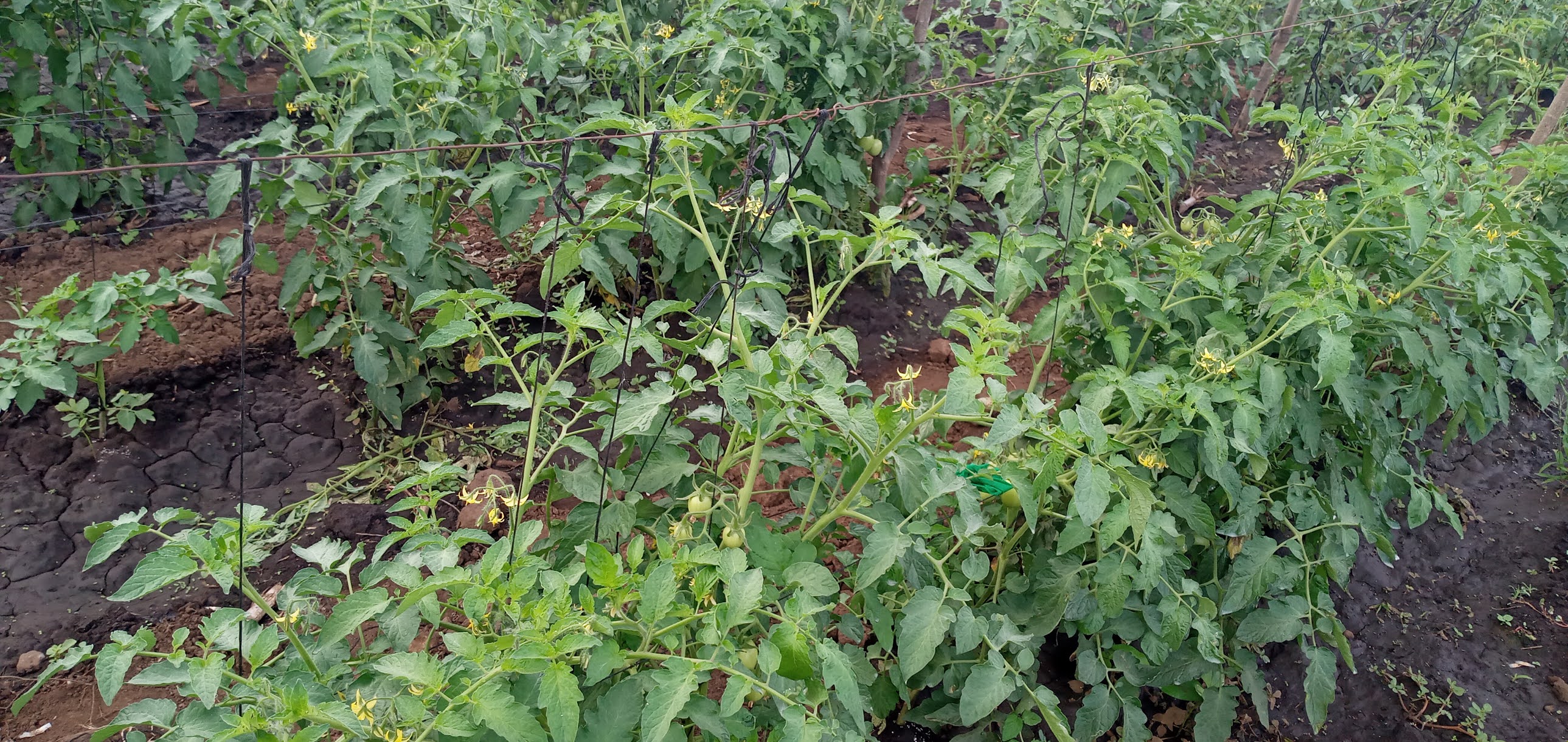 Mbolea kwenye kilimo cha Nyanya