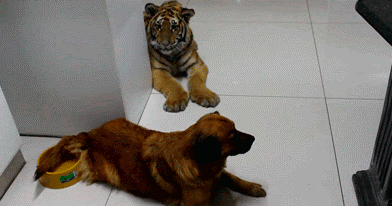 Tiger vs dog