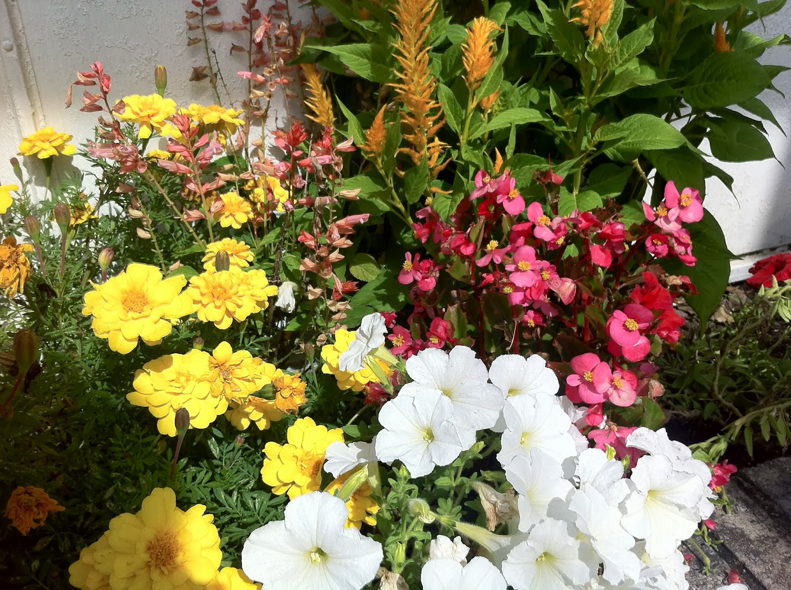 The Enchanted Petal: 365 Days of Floral Education - Days 326- 330