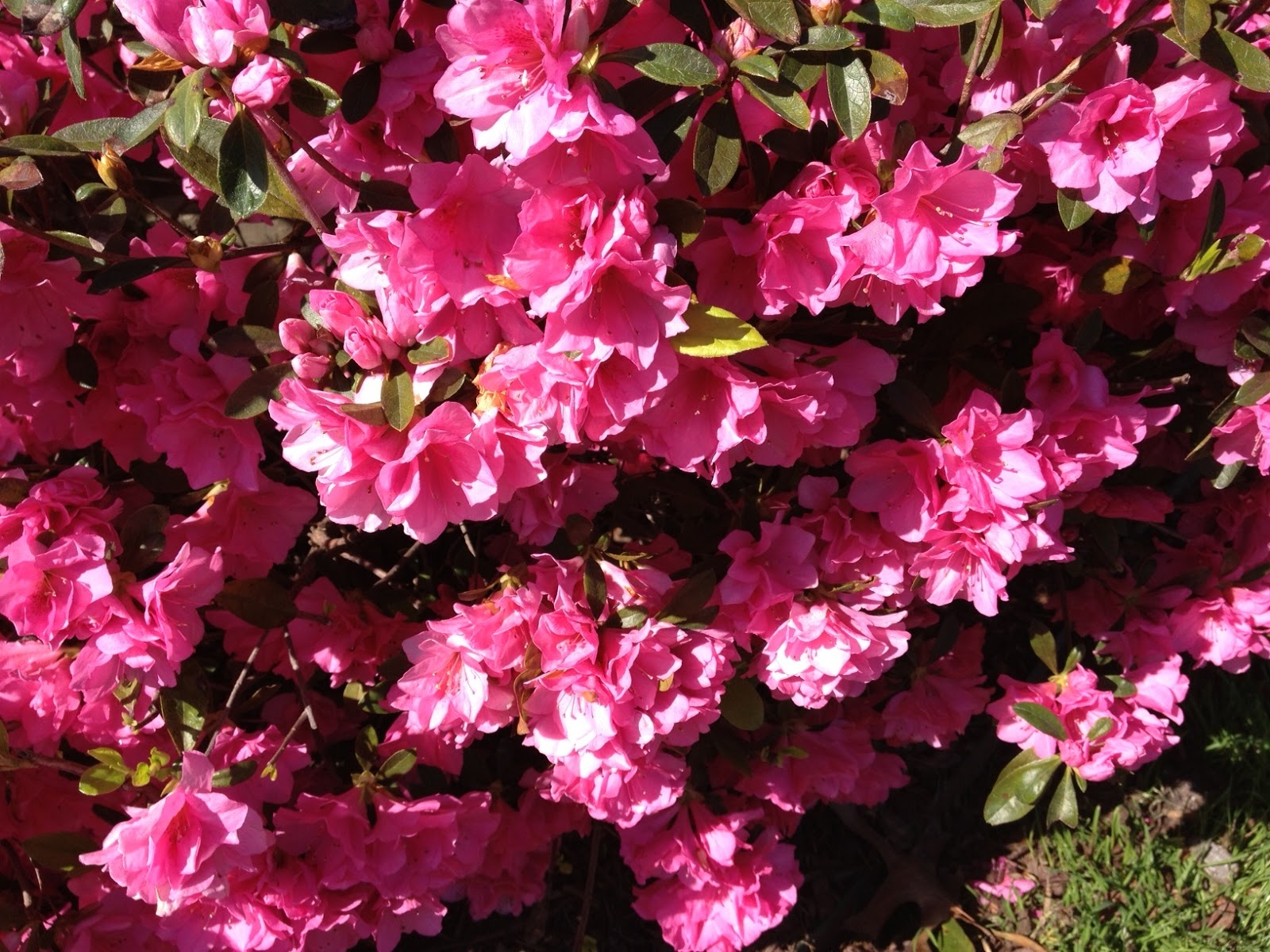 Burnett Garden Club 1988-2018: Azaleas! It's spring in Tyler Texas ...