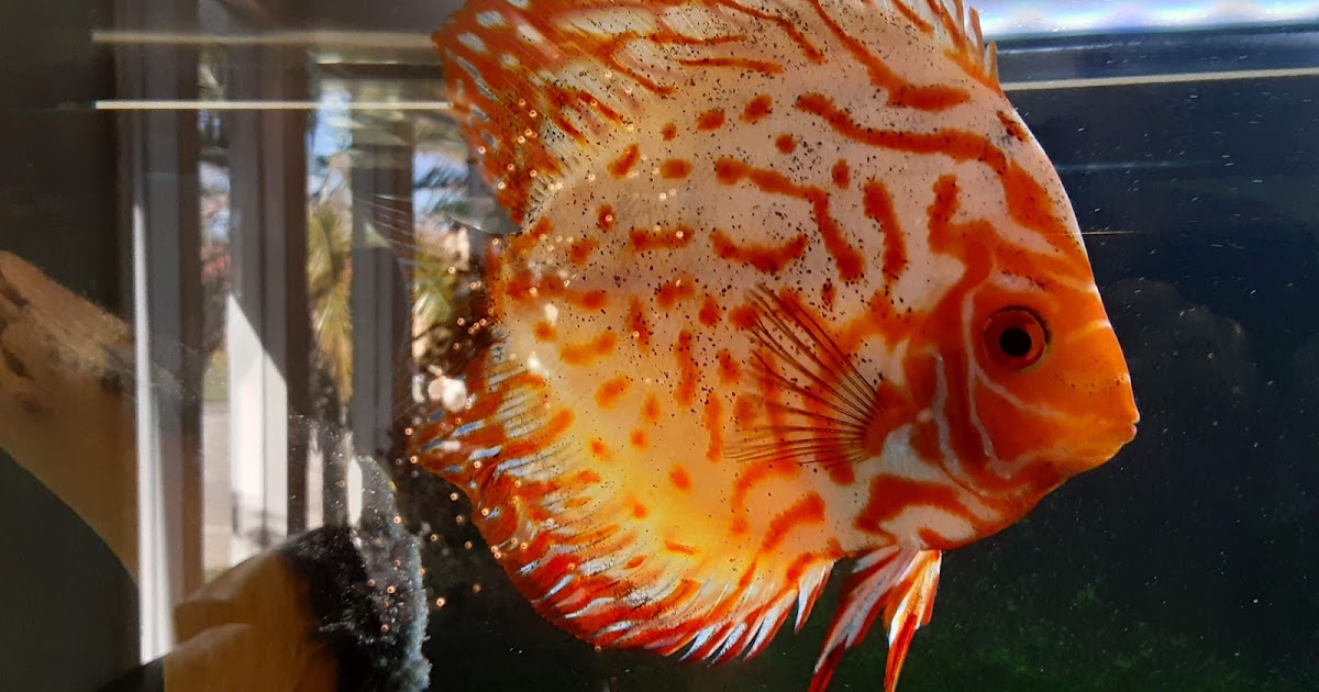 MadSnapper: Discus Fish