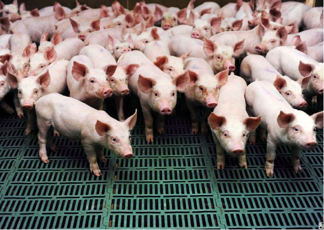 Tribune Verte: Porc Armor Evolution, nouveaux poids lourd de la filière ...