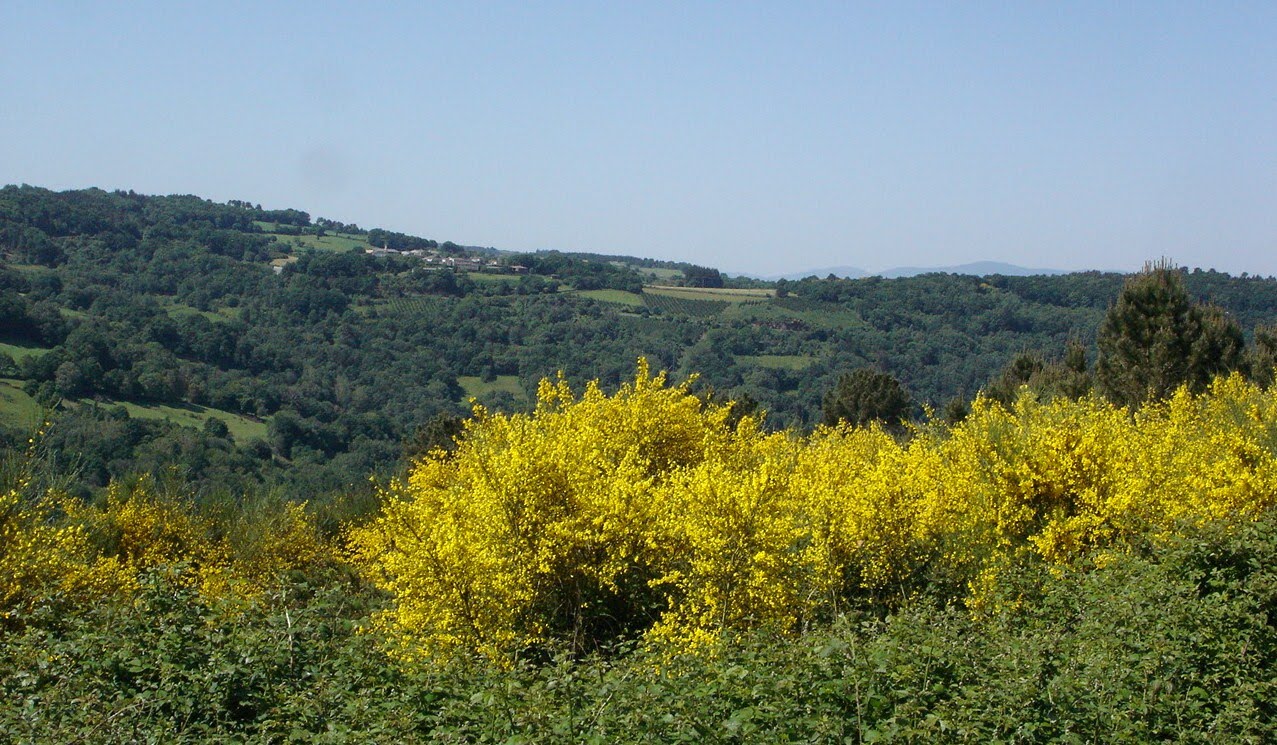 El Magazin de Merlo: Planta y flor de RETAMA, ¿de donde es originaria?