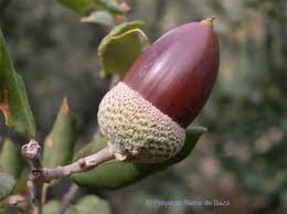 naturalia: Las plantas y ecosistemas.