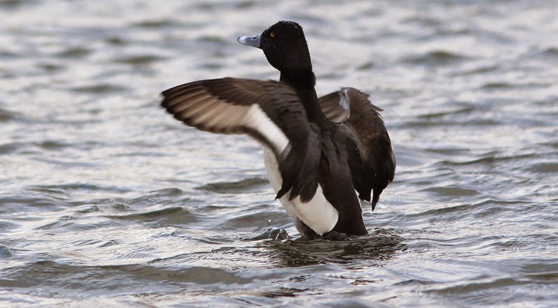 The Bruce Mactavish Newfoundland Birding Blog: hybrid Ring-necked Duck ...
