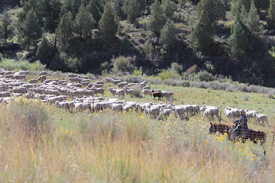 To Behold the Beauty: Utah Scenery, Sheep, & Yoga