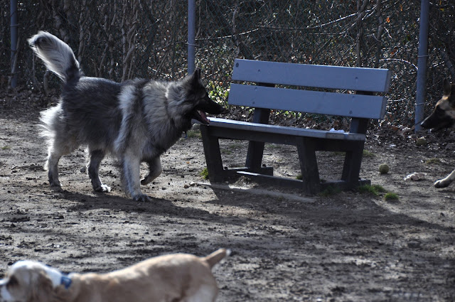 Cooper's Shiloh Shepherd Blog