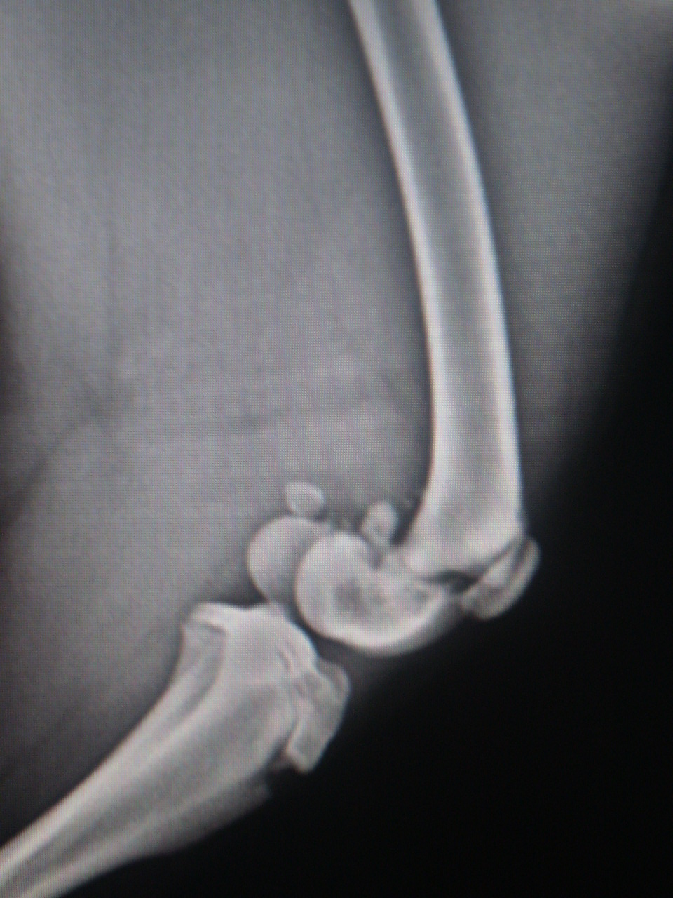 Traumatologia y Cirugia Ortopedica Veterinaria: FRACTURA DISTAL DE ...