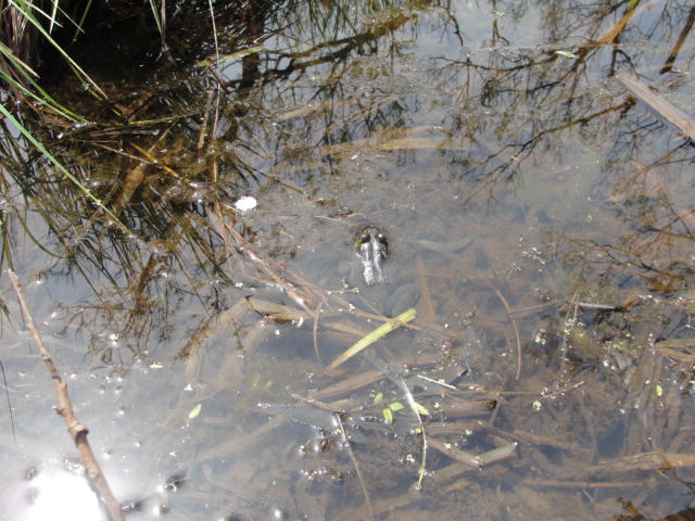 Cape Cod Art and Nature: Of Frogs in bogs