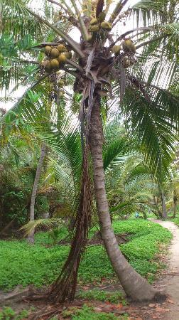 Santa Marta, sus especies vegetales : PALMA DE COCO (cocos nucifera)