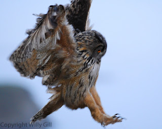 Willy Gill Naturfoto: Herlig natt i hubroland/Fantastic meeting with ...