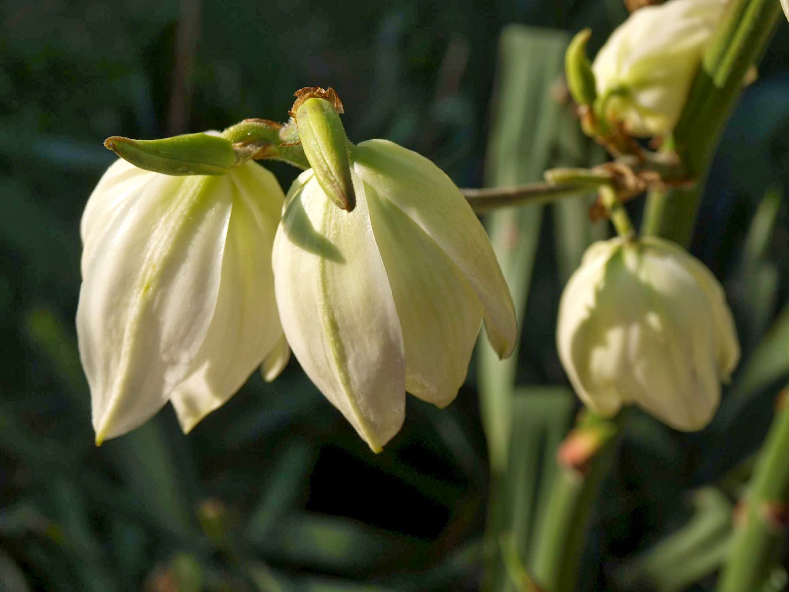 Flori de colt: La pas, prin Bucurestiul de altadata