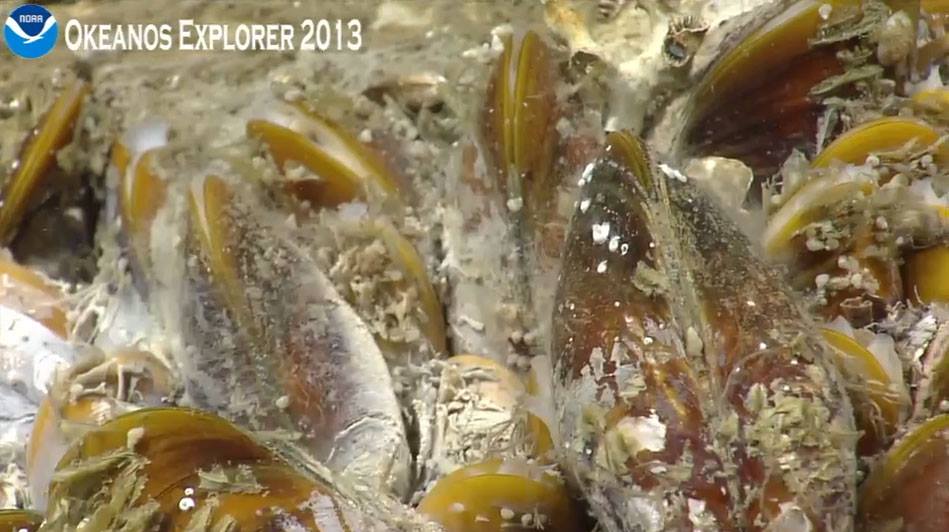 The Echinoblog: Echinoblog's Okeanos Explorer Deep-Sea Round Up!