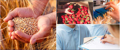 GRUPO BIMBO: - Proveedores