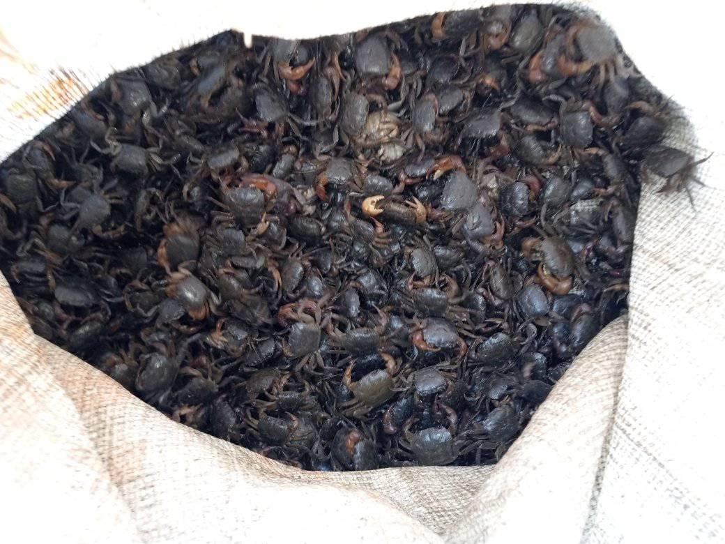 "Tengba" an Exotic Tradition