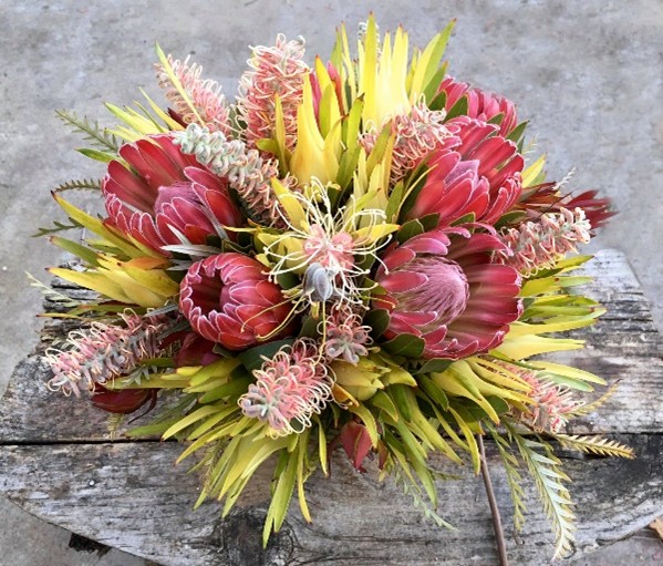 A Passion for Flowers: Leucadendron Inca Gold