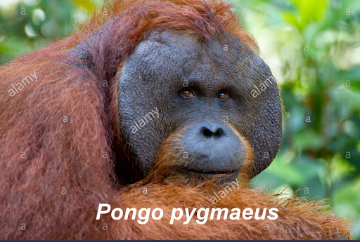 Ongzi's Lifelong Learning: 2020