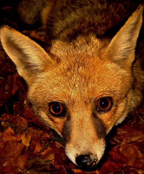 Mammals of Cyprus - Τα θηλαστικά της Κύπρου by George Konstantinou: Red ...