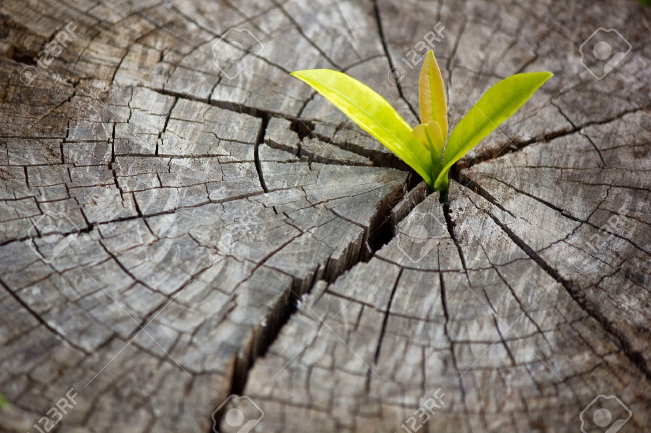 BergFamilyAfrica: April 2015