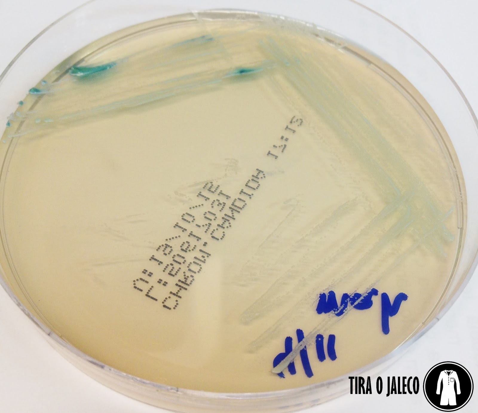 CHROMagar Candida Medium - Tira o Jaleco