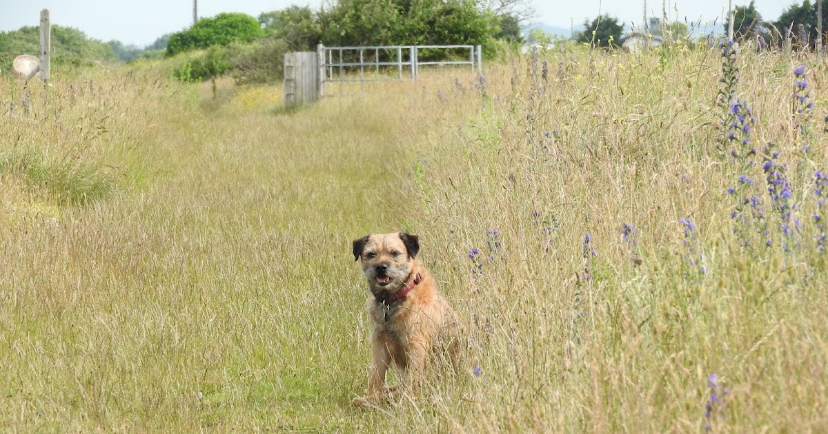 Plovers Blog: 2014 Kent Bird Report & Grassland Butterflies