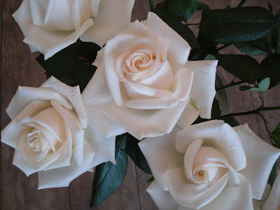 Flowers in Bloom: Day 49 - 'Vendela' Rose