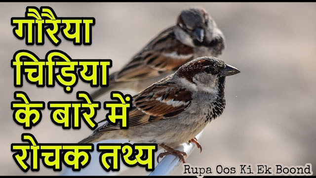 Rupa Oos Ki Ek Boond...: गौरैया (Gauraiya) के बारे में 14 रोचक तथ्य ...