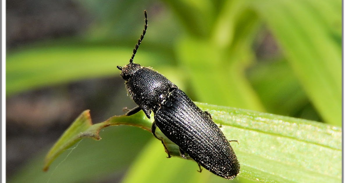 Photos Daniel: Insecte