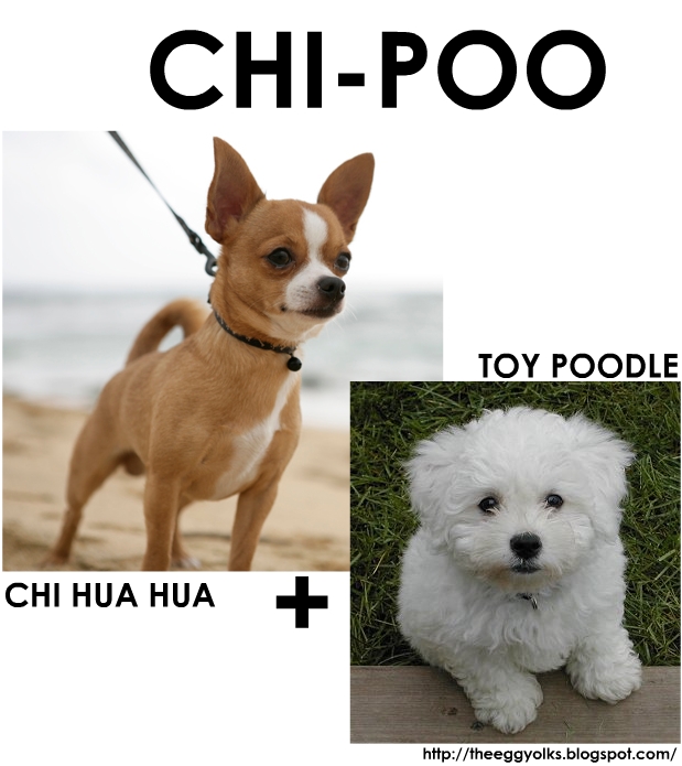 1000+ images about Chi-poo on Pinterest | Chihuahuas, Cutest puppy ever ...