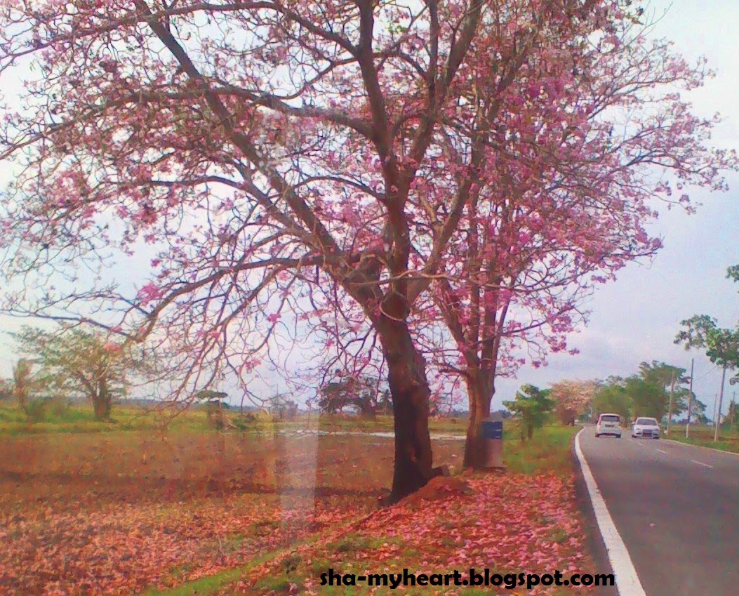 Musim bunga dan luruh sekaligus. Sungguh cantik. Macam kat Korea!