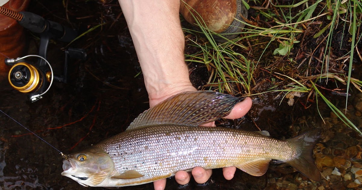 Artes de Pesca: ACTINOPTERYGII