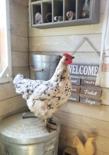 Chicken Coop Tour | Storage Area + Nursery - Fresh Eggs Daily® with ...