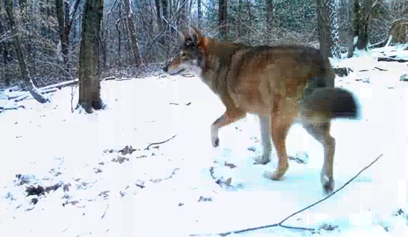 White Wolf : Red Wolves Romp in the Snow and Have Some Fun With Camera ...