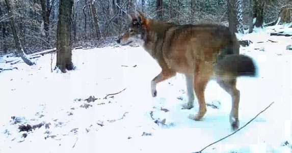 White Wolf : Red Wolves Romp in the Snow and Have Some Fun With Camera ...