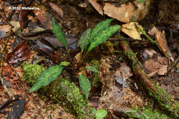 The rainforests of Borneo & Southeast Asia: Piptospatha ridleyi ...